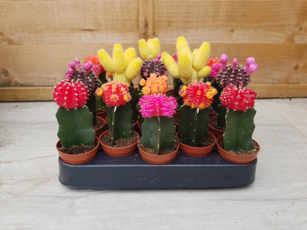 5.5cm Grafted Cacti (20) - UK specialist wholesaler of Cacti & Succculents