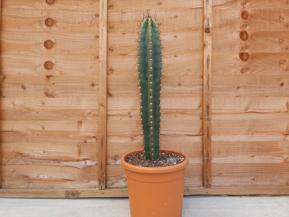 Pachycereus pecten-aborigium Specimen - UK specialist wholesaler of ...