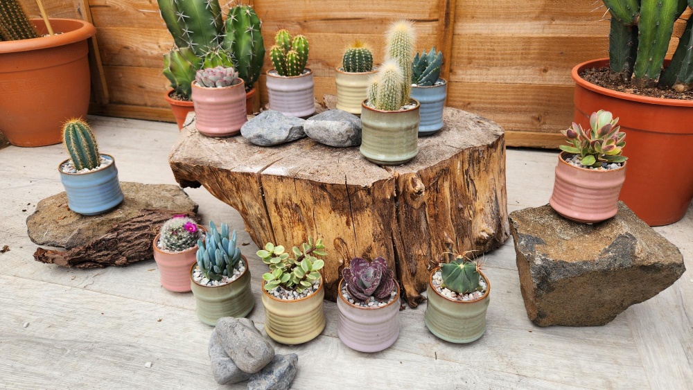 5.5cm Pastel Pot with Plant (12) - UK specialist wholesaler of Cacti ...