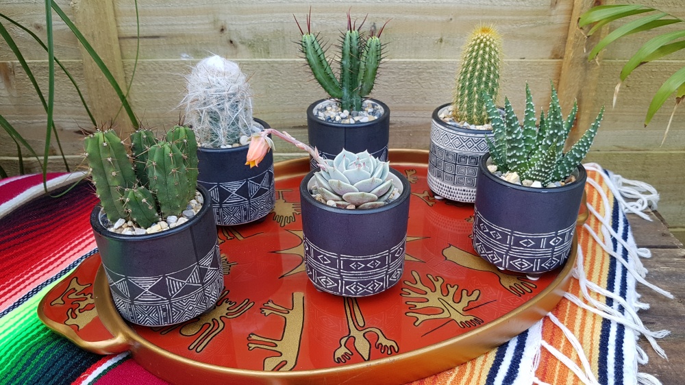 5.5cm Nazca Pot with Plant (15) - UK specialist wholesaler of Cacti ...