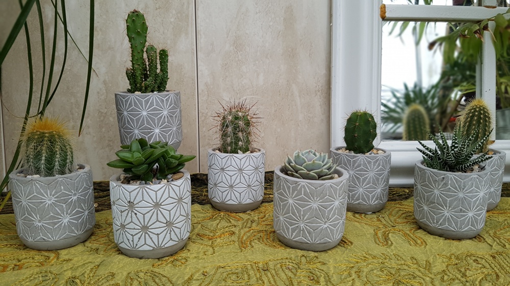 5.5cm Star Pot with Plant (12) - UK specialist wholesaler of Cacti ...