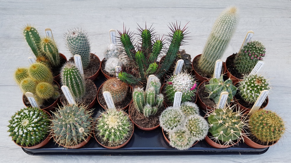 8.5cm Cacti (20) - UK specialist wholesaler of Cacti & Succculents