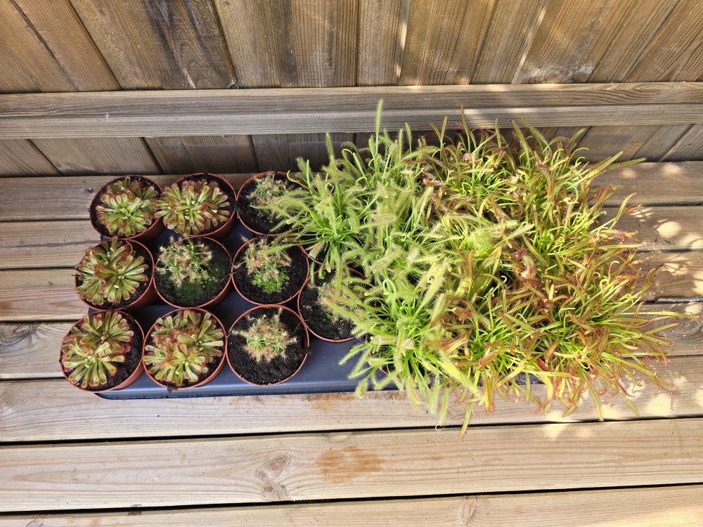 8.5cm Drosera Mix - Plant (20) - UK specialist wholesaler of Cacti ...