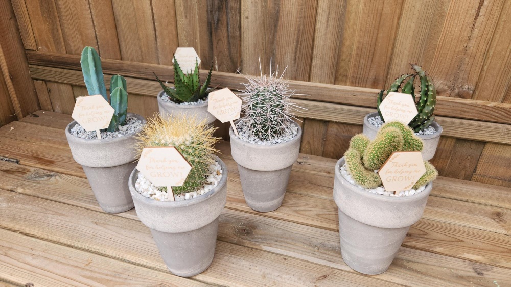 Mini Med Pot with Plant (6) - UK specialist wholesaler of Cacti ...