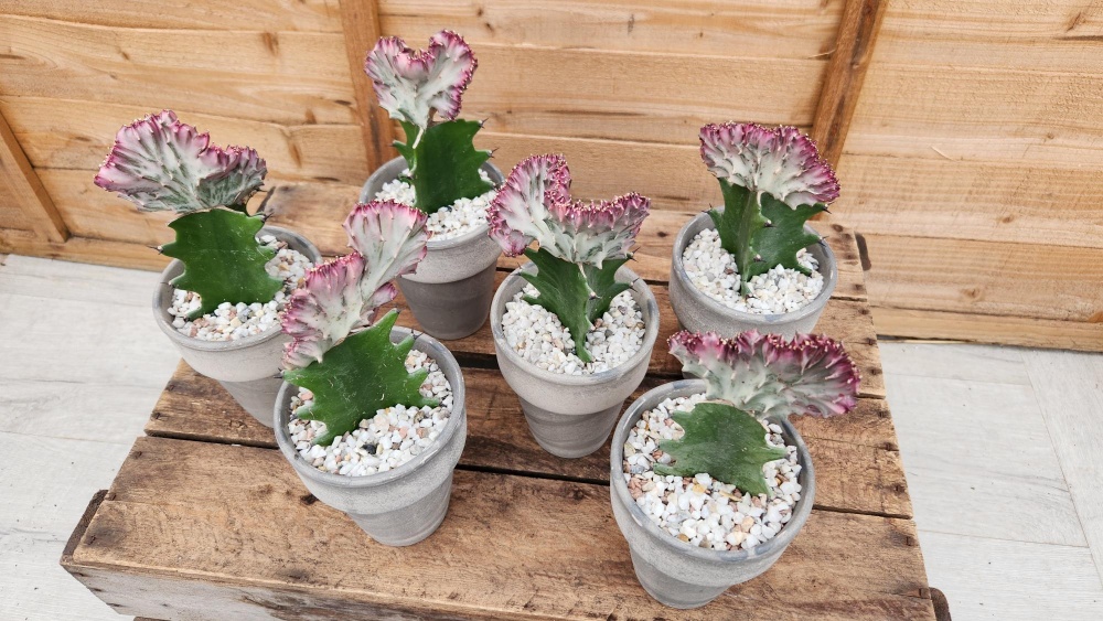 Mermaids Tail Grafted in Pot - UK specialist wholesaler of Cacti ...