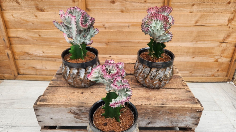 12cm Santiago Pot with Mermaids Tail (3) - UK specialist wholesaler of ...