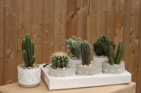 Pugh's Cacti - pughs-cacti.co.uk